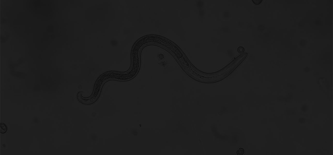 Ecospray - Potato Cyst Nematodes